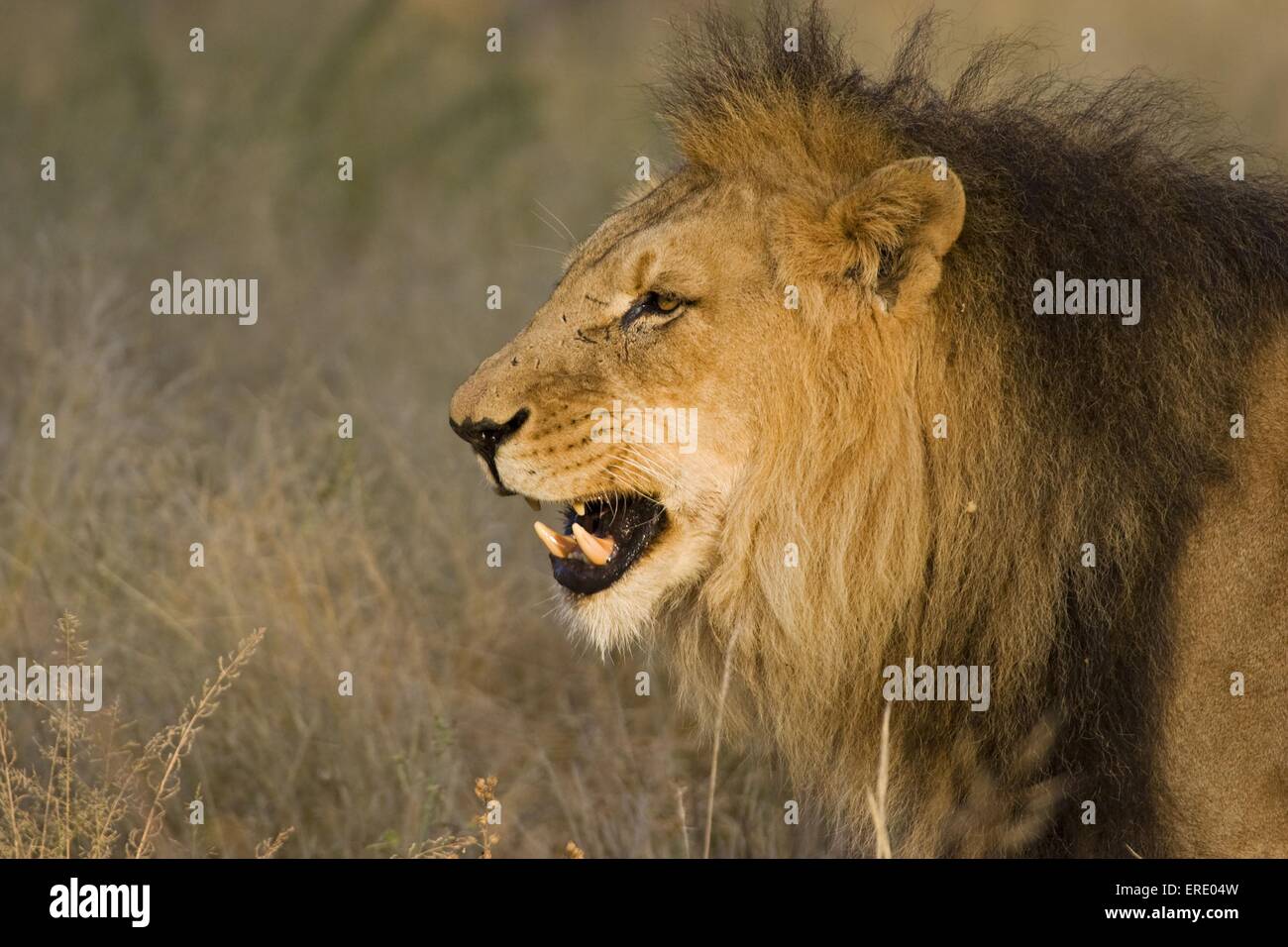 Lion hissing hi-res stock photography and images - Alamy