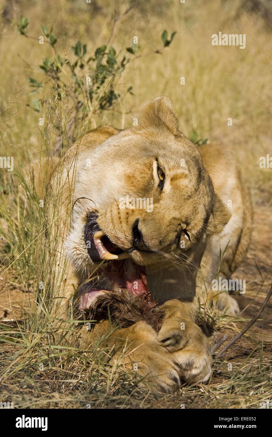 Africa flesh eating animals hi-res stock photography and images - Alamy