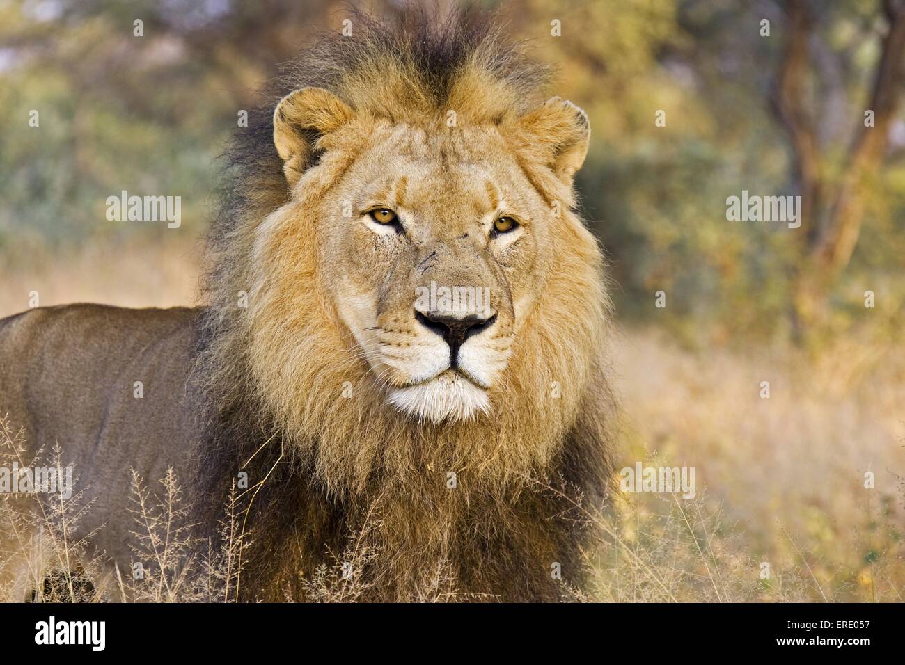 Frontal portrait of a male lion hi-res stock photography and images - Alamy