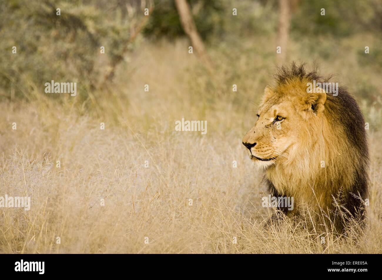 Frontal portrait of a male lion hi-res stock photography and images - Alamy
