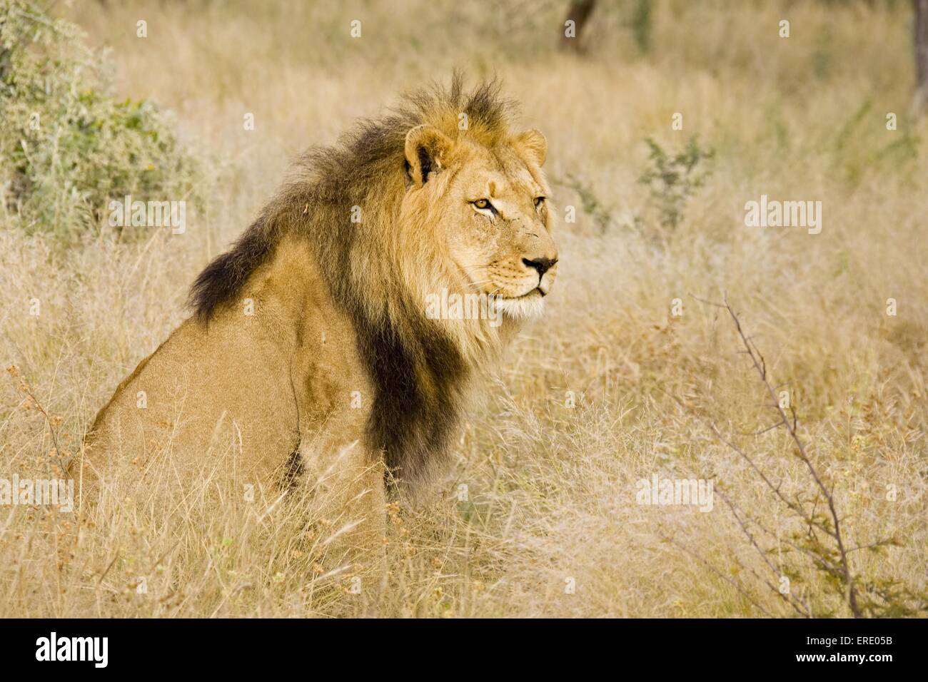 Lion sitting side hi-res stock photography and images - Alamy