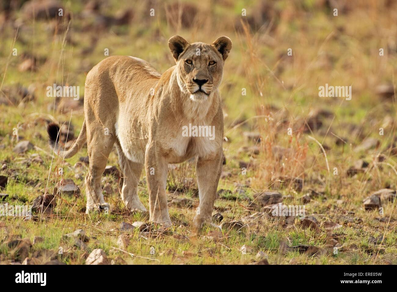Lioness eye hi-res stock photography and images - Alamy