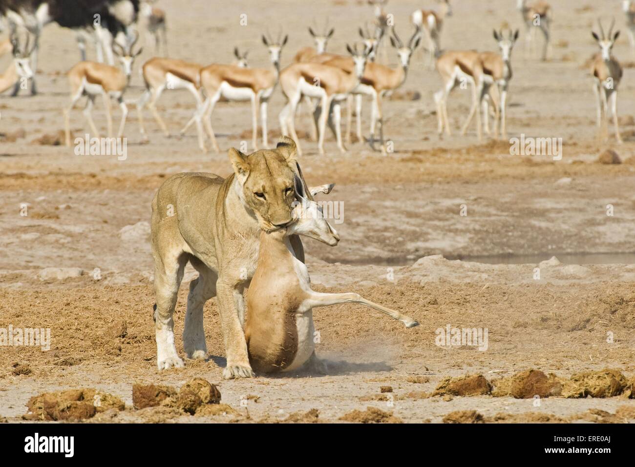 Lioness Hunting At Night