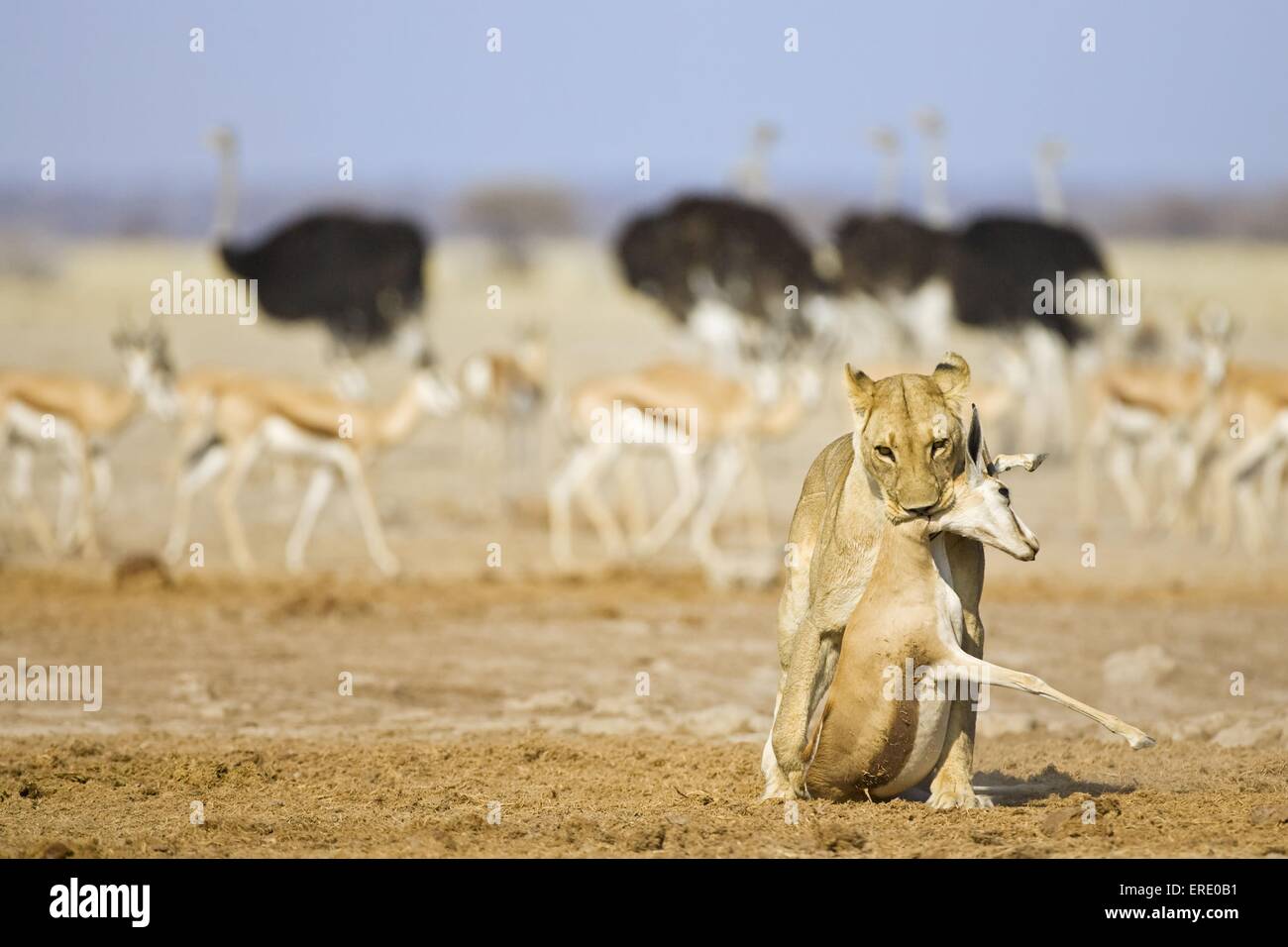 Springbok lion prey hi-res stock photography and images - Alamy