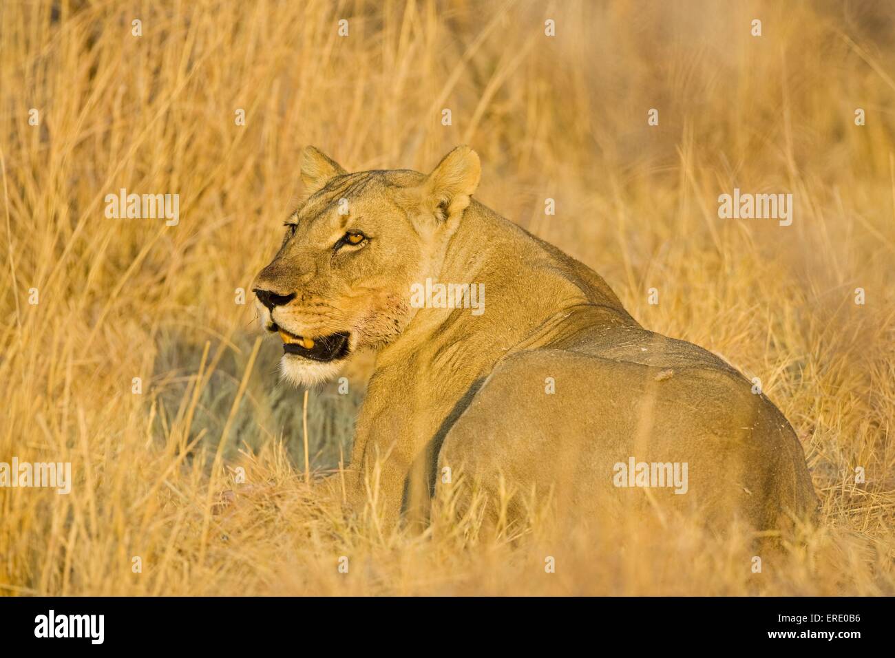 Lioness lying back hi-res stock photography and images - Alamy