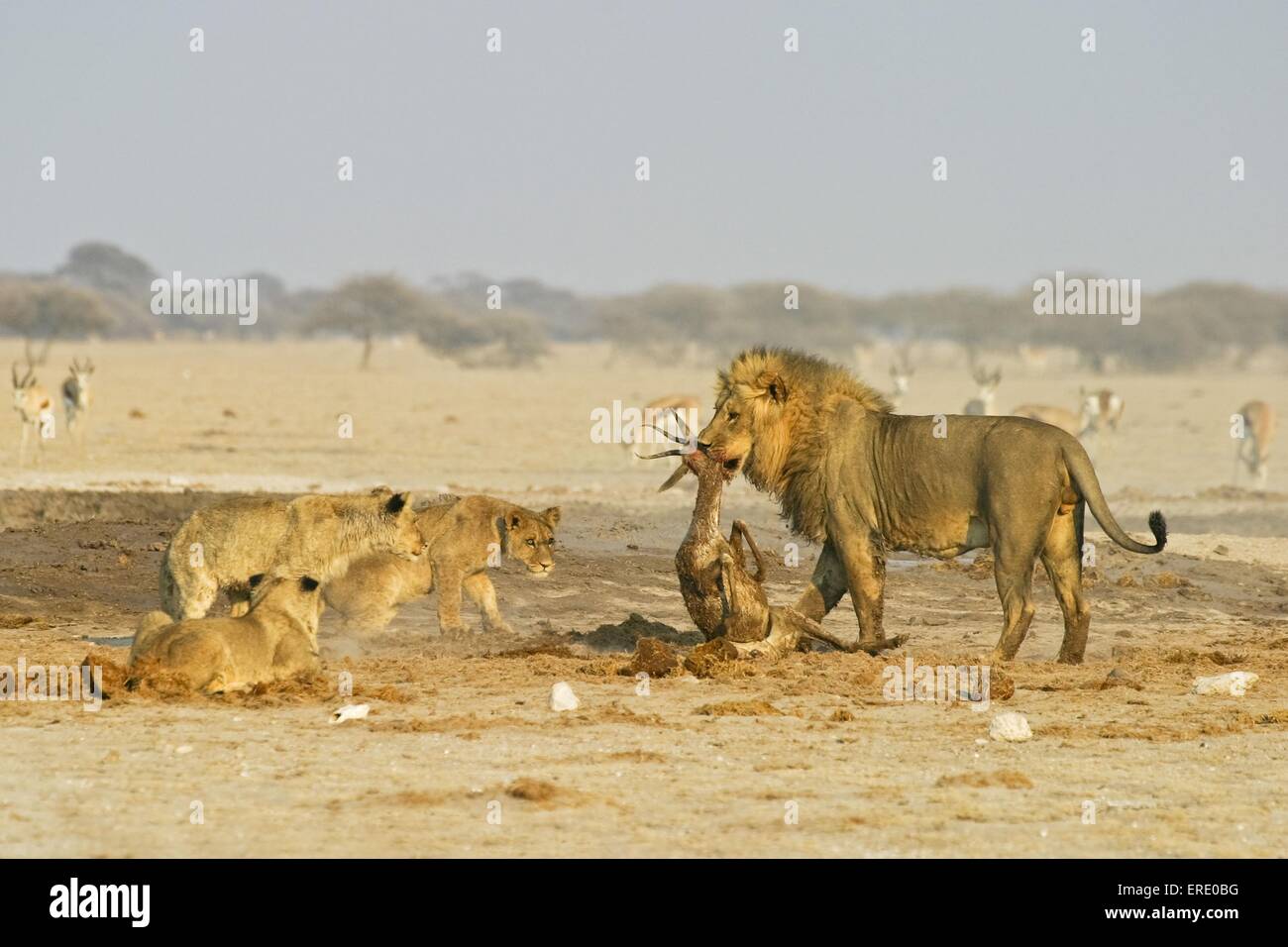 Springbok lion prey hi-res stock photography and images - Alamy