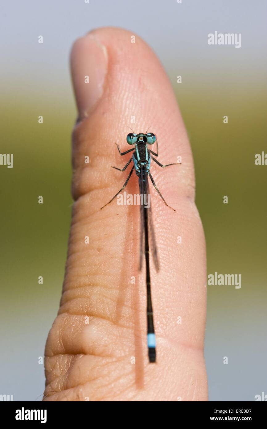 Damselfly vertical hi-res stock photography and images - Alamy