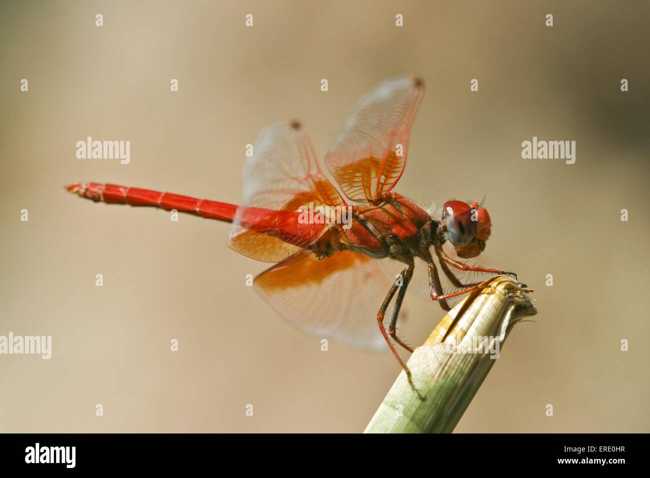 African dragonflies hi-res stock photography and images - Alamy