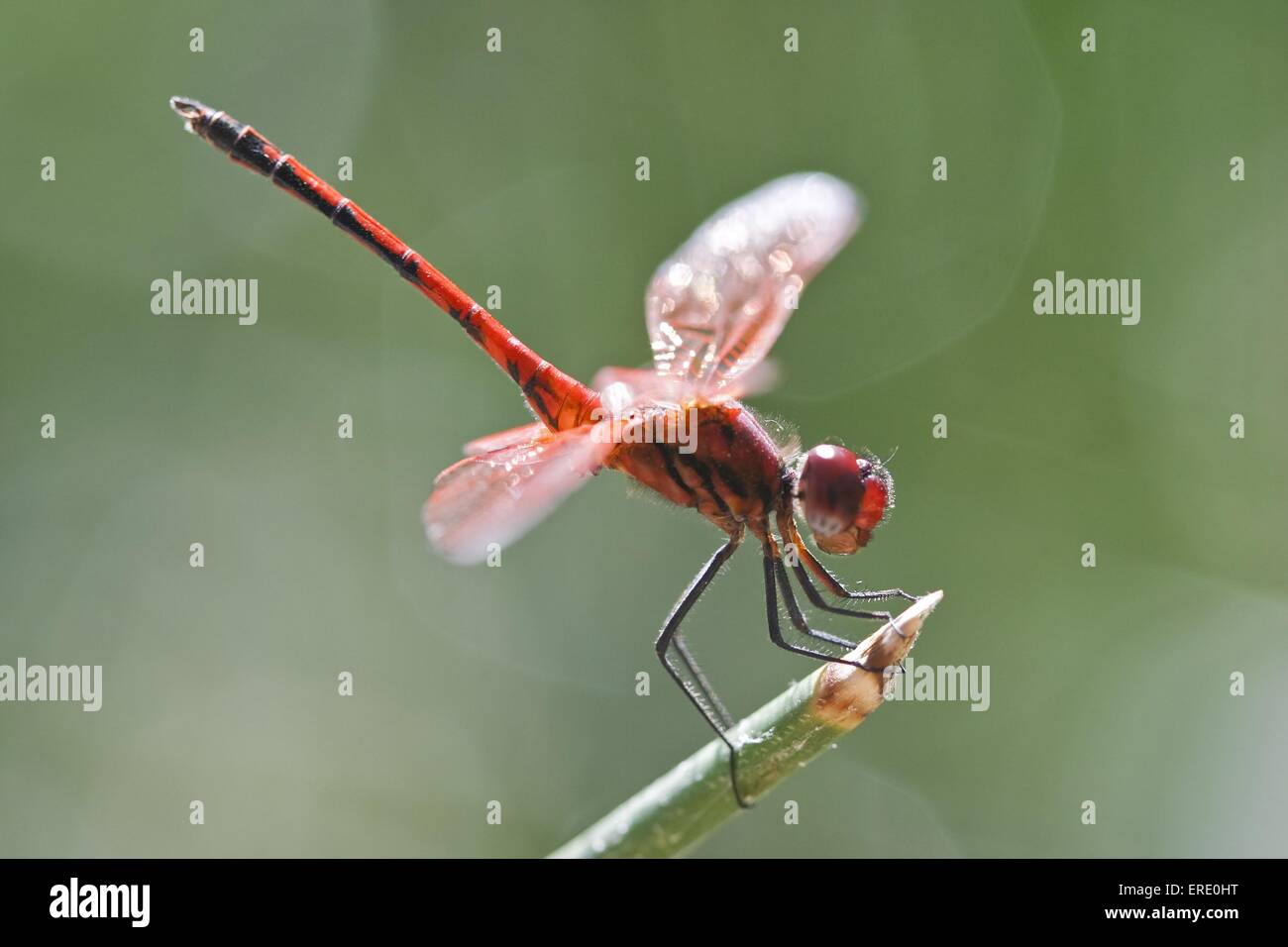 African dragonfly hi-res stock photography and images - Alamy
