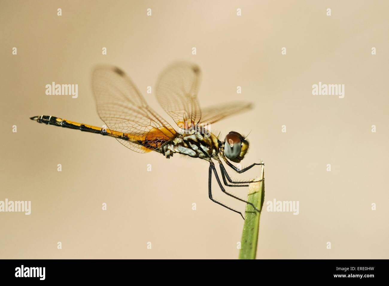 African dragonfly hi-res stock photography and images - Alamy