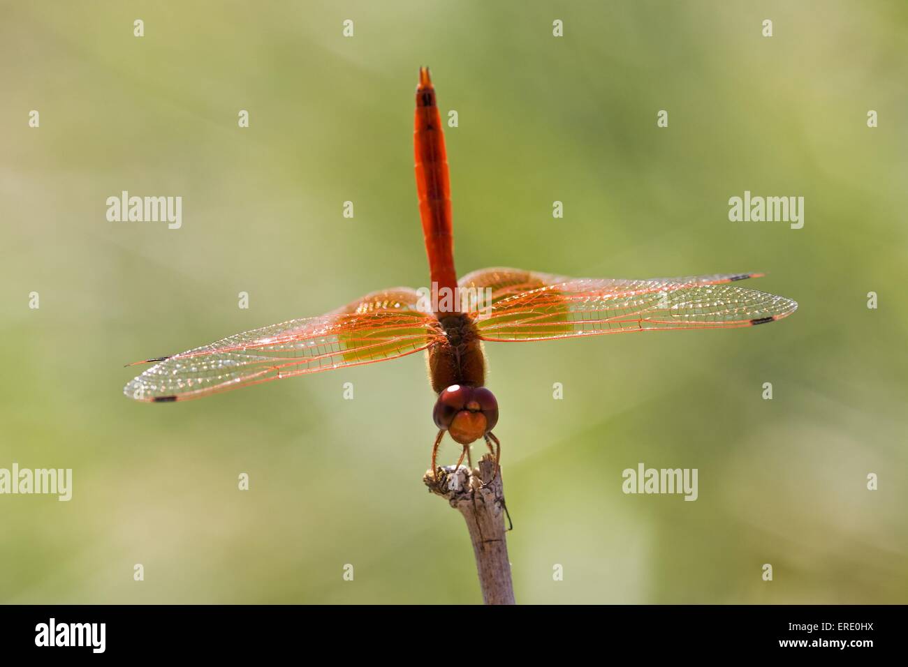 African Dragonflies High Resolution Stock Photography and Images - Alamy