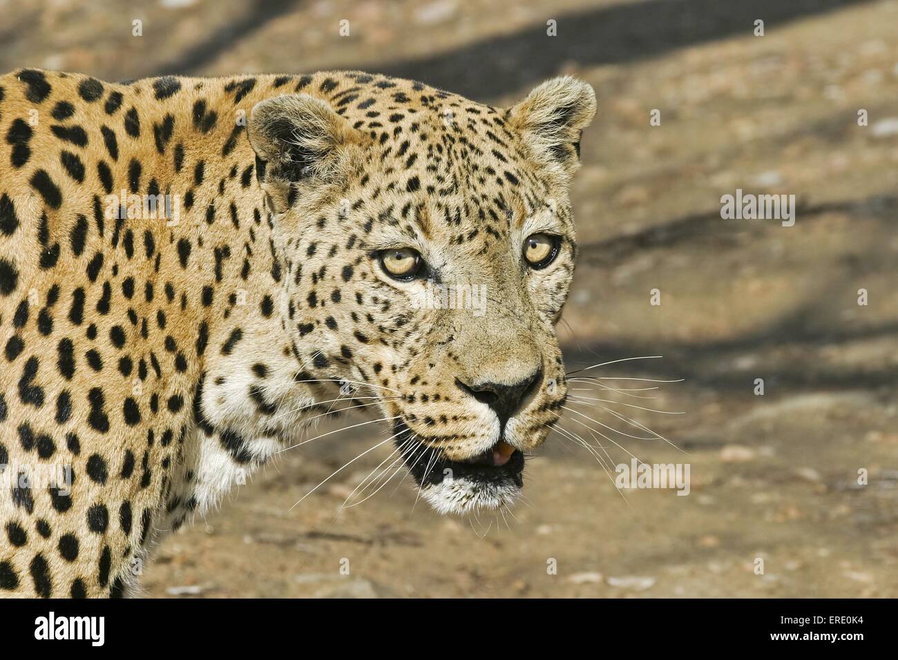 Leopard portrait hi-res stock photography and images - Alamy