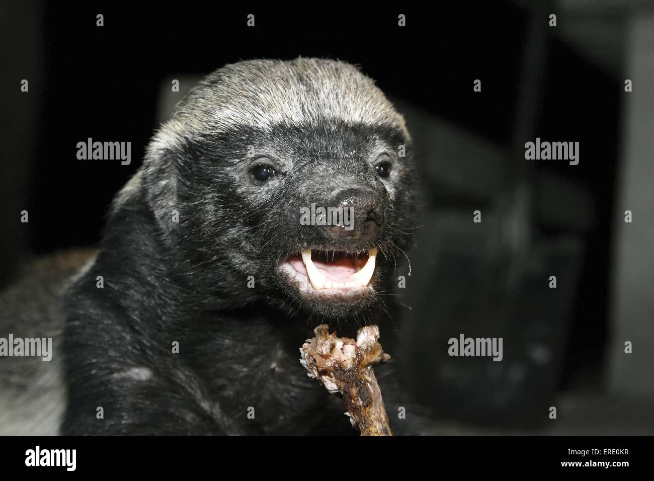 Badger eating hi-res stock photography and images - Alamy