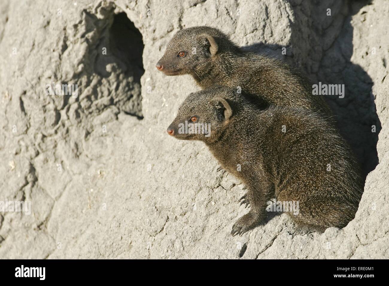 common dwarf mongooses Stock Photo - Alamy
