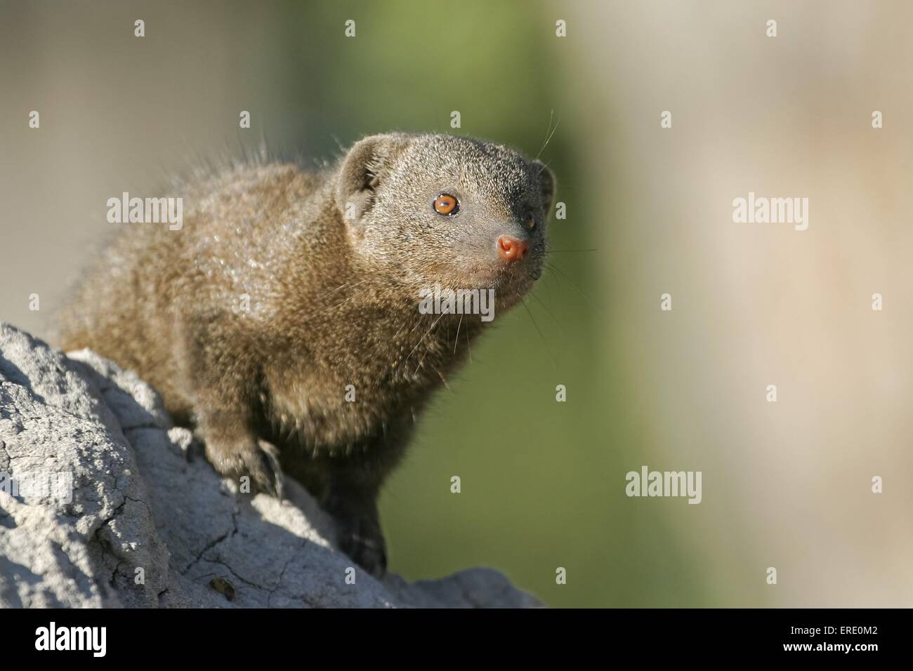 common dwarf mongoose Stock Photo - Alamy