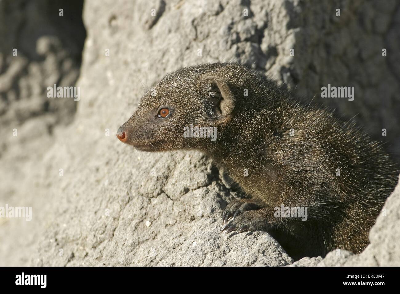Mongoose profile hi-res stock photography and images - Alamy