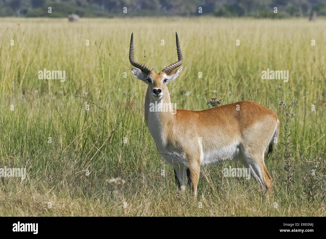 Lechwe antelope antelopes hi-res stock photography and images - Alamy