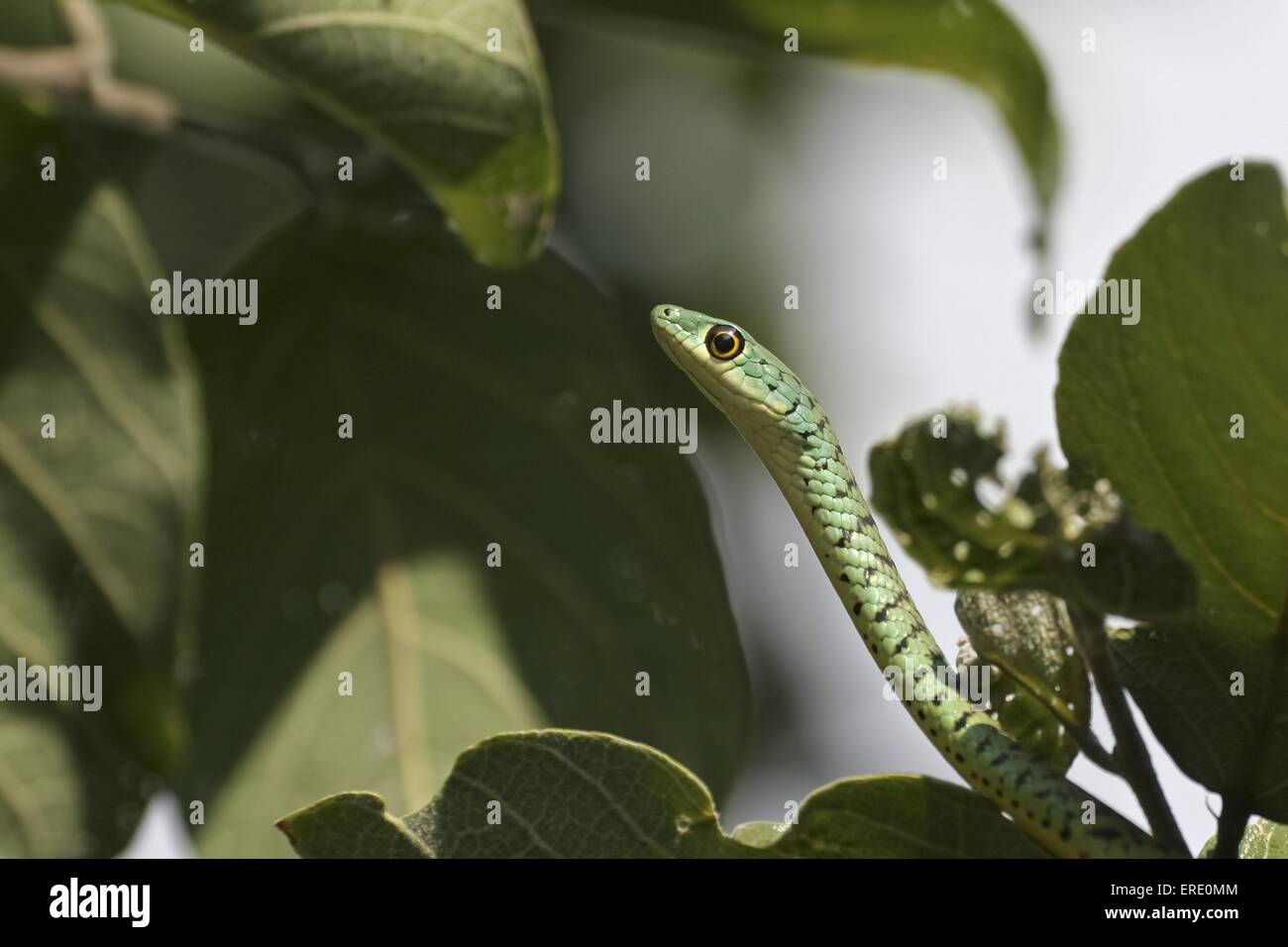 Boomslang snake hi-res stock photography and images - Alamy