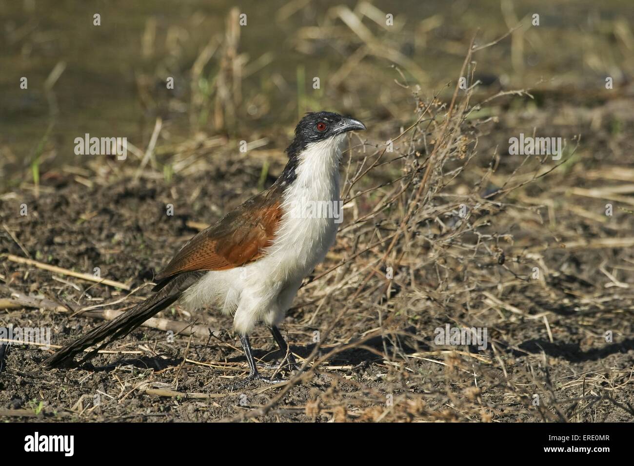 Common coucal hi-res stock photography and images - Alamy