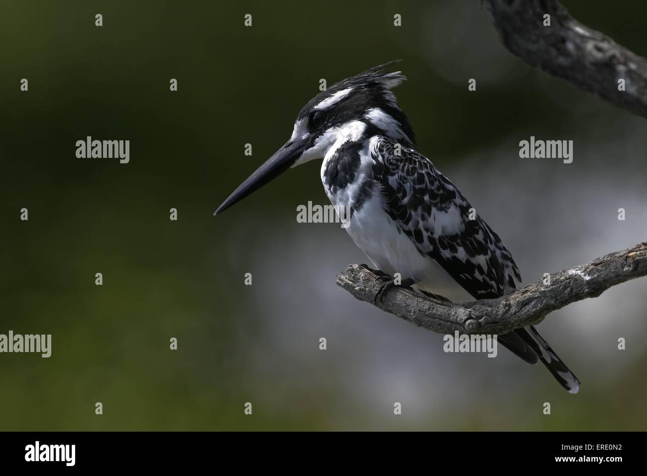 Kingfisher side view hi-res stock photography and images - Alamy