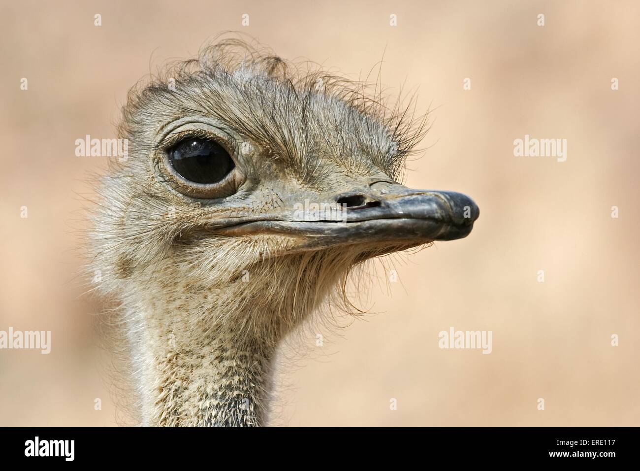 African ostrich portrait hi-res stock photography and images - Alamy