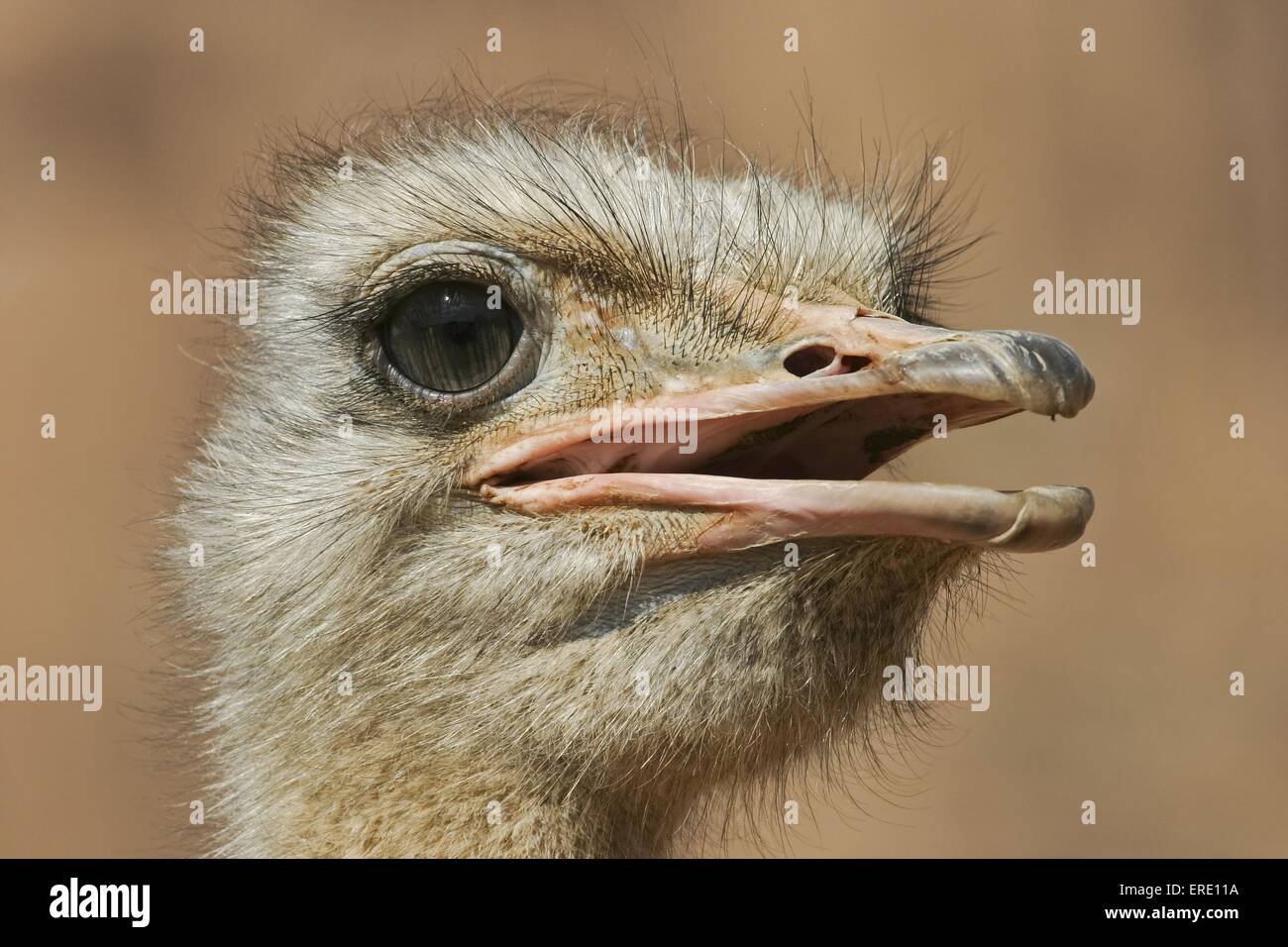 Side view of ostriches hi-res stock photography and images - Alamy