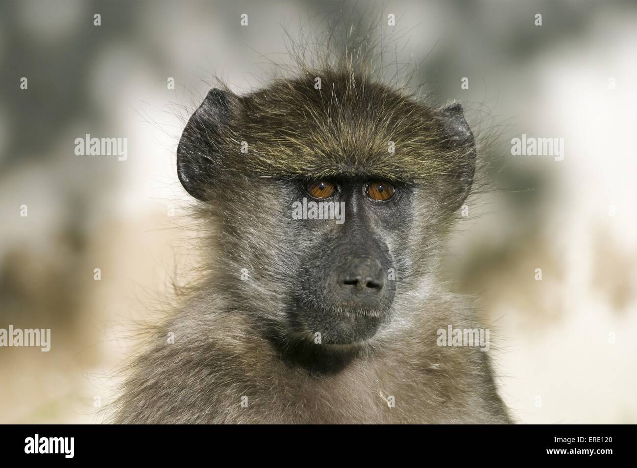 yellow baboon portrait Stock Photo - Alamy
