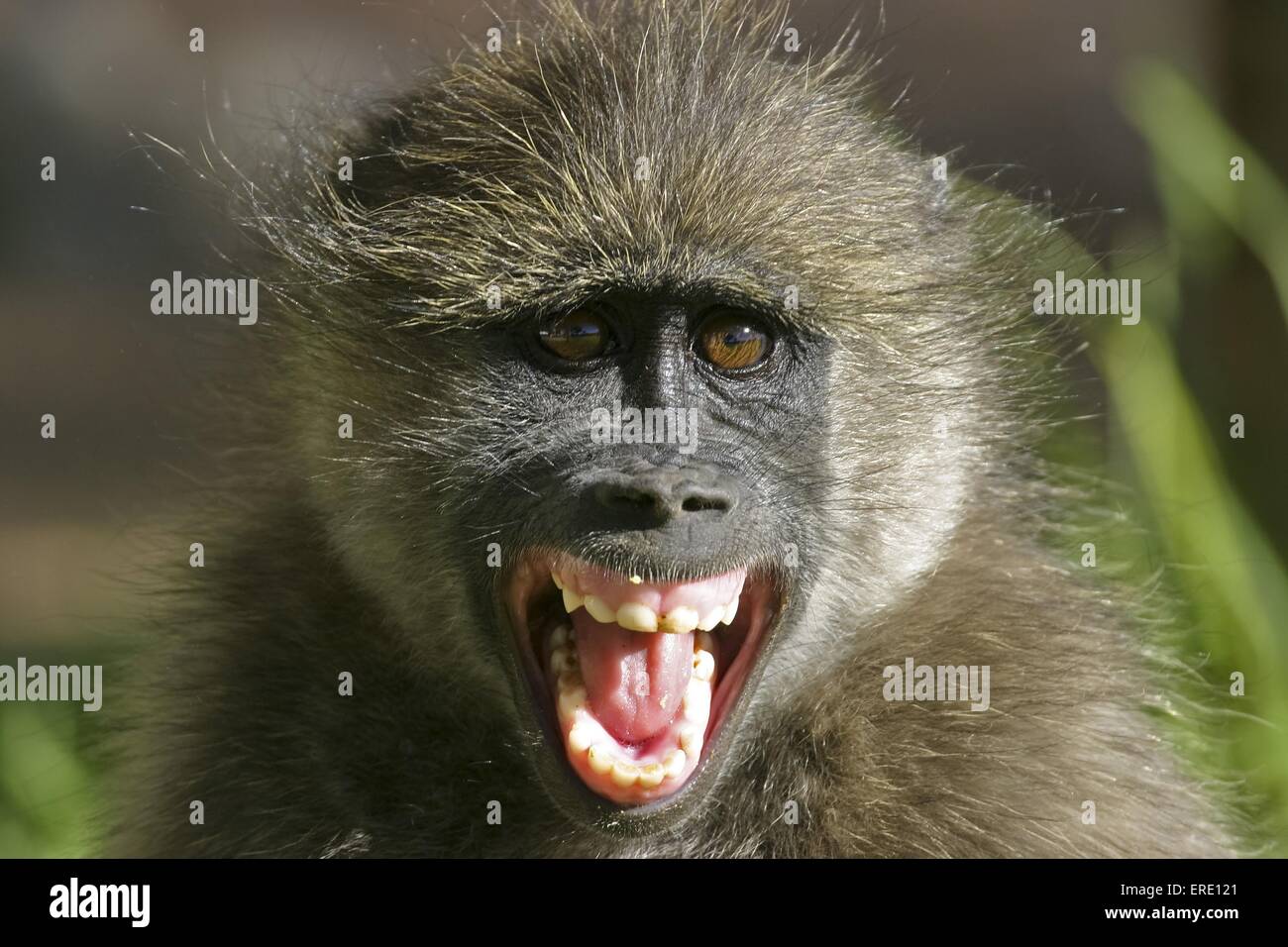 Baboon teeth hi-res stock photography and images - Alamy