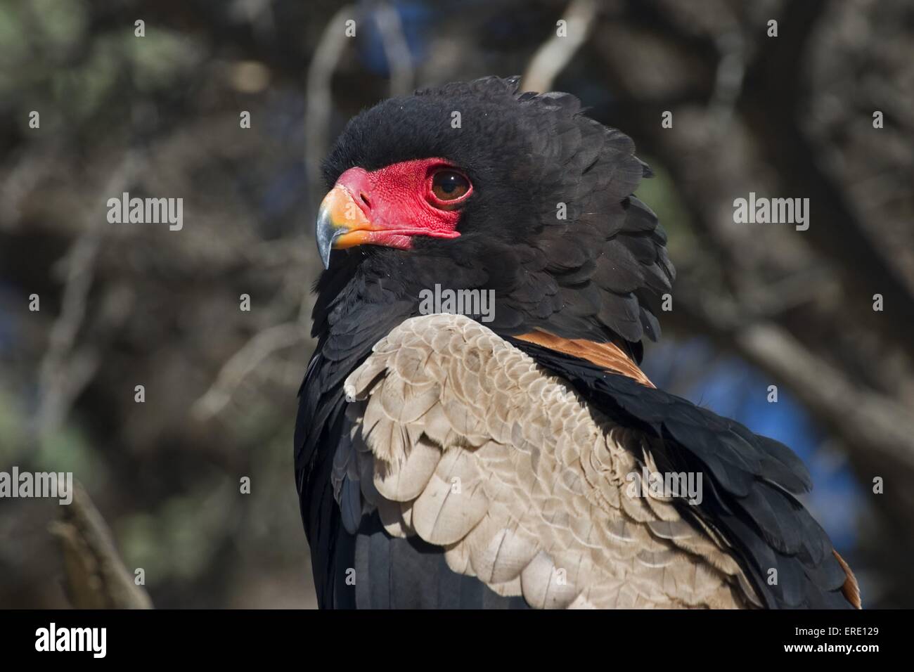 Adult bateleur hi-res stock photography and images - Alamy