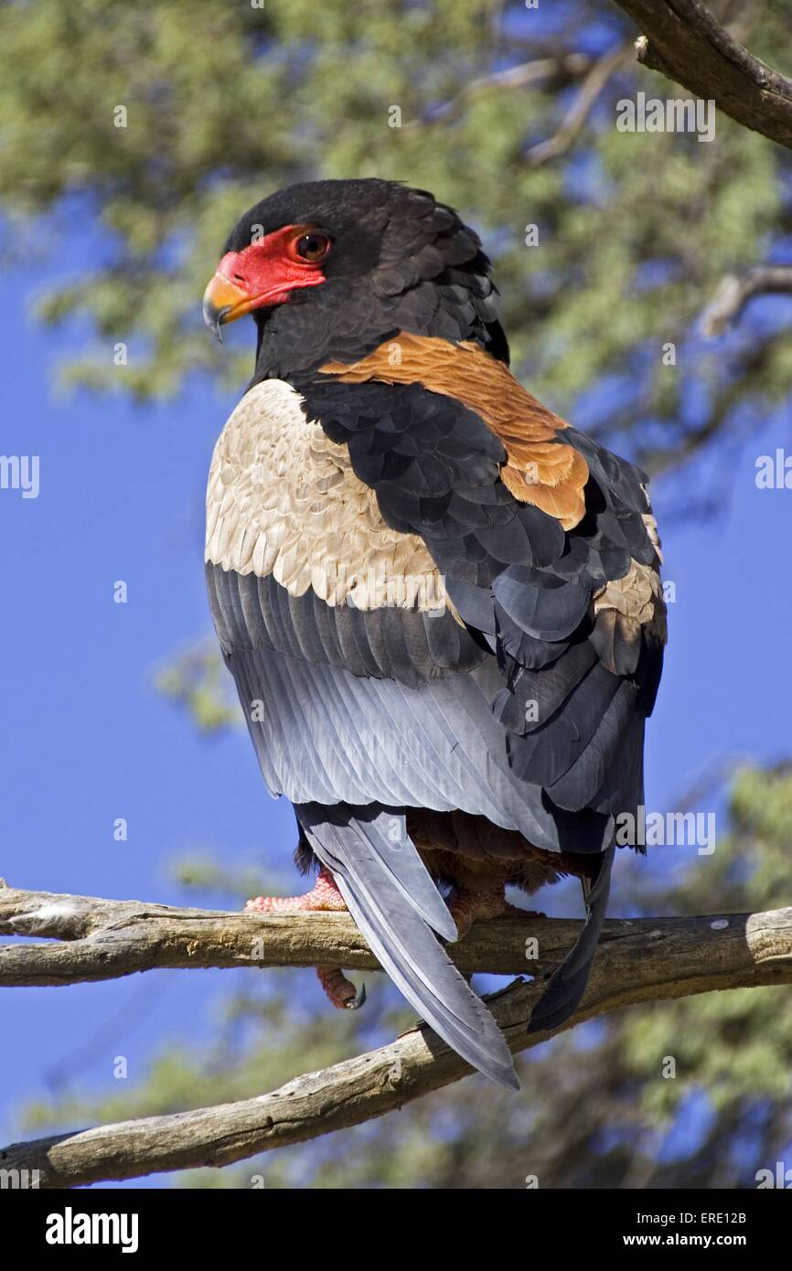 Adult bateleur hi-res stock photography and images - Alamy
