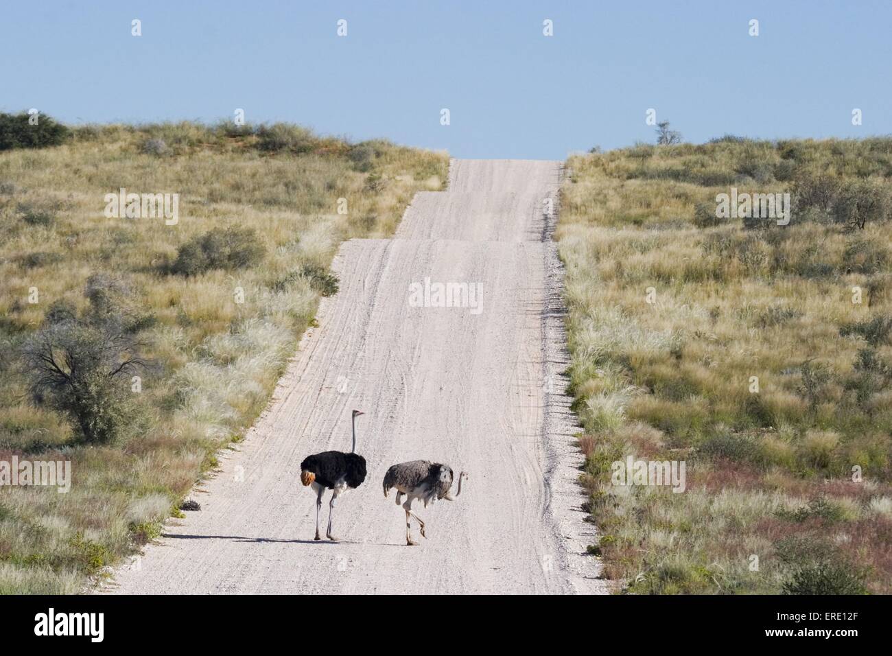 Back view of african ostrich hi-res stock photography and images - Alamy