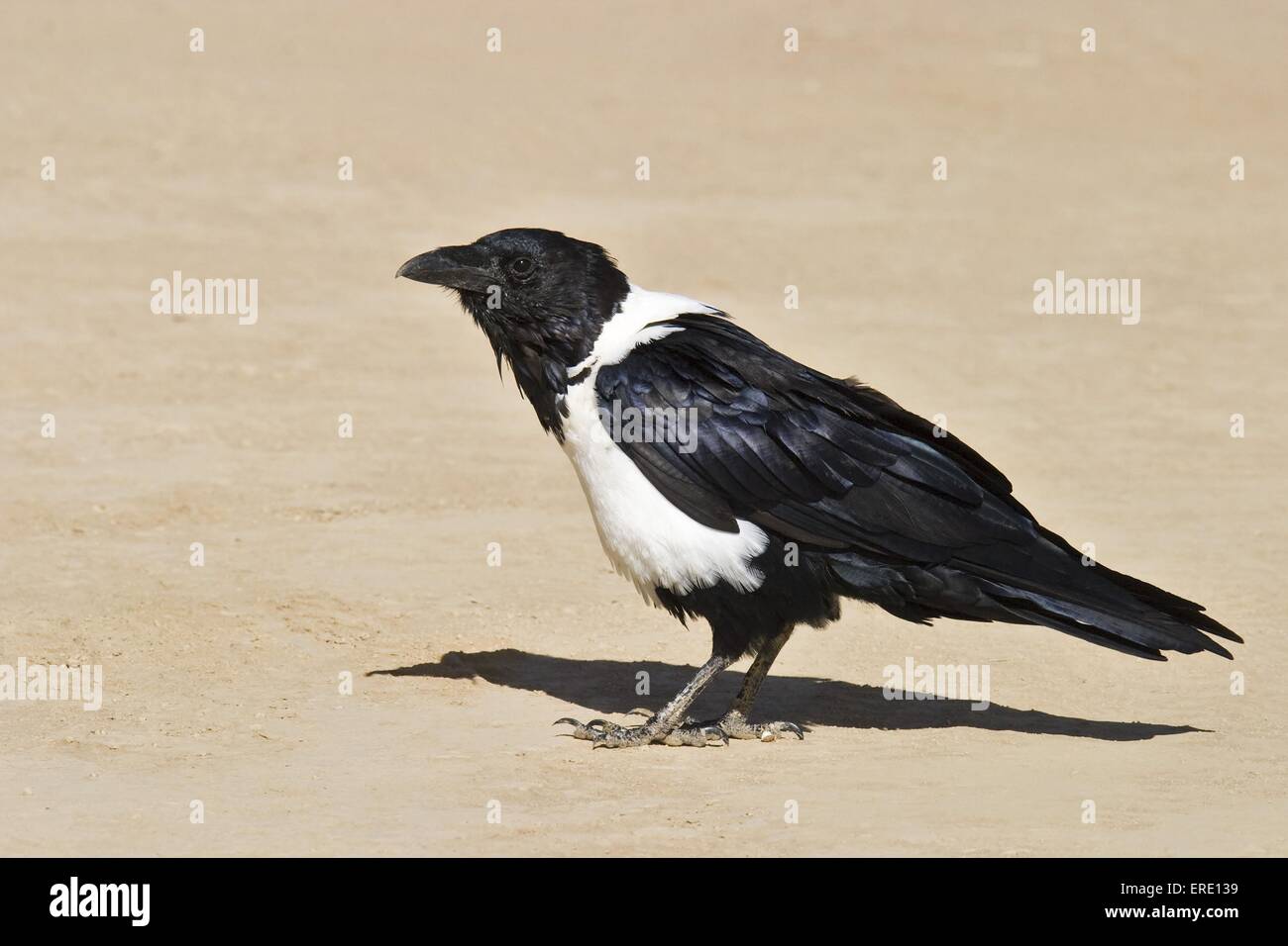 Crow profile hi-res stock photography and images - Alamy