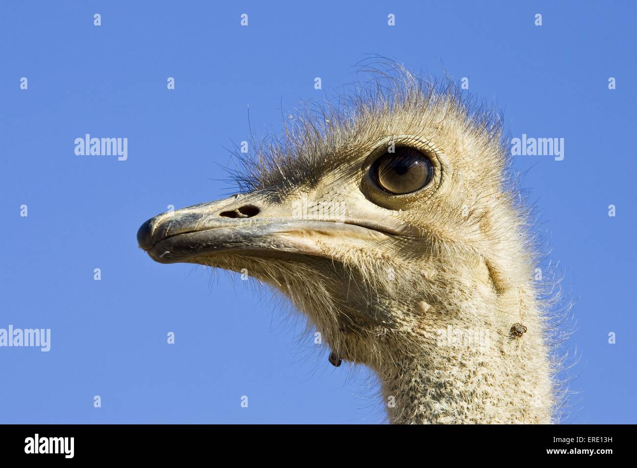 Ostrich portrait hi-res stock photography and images - Alamy