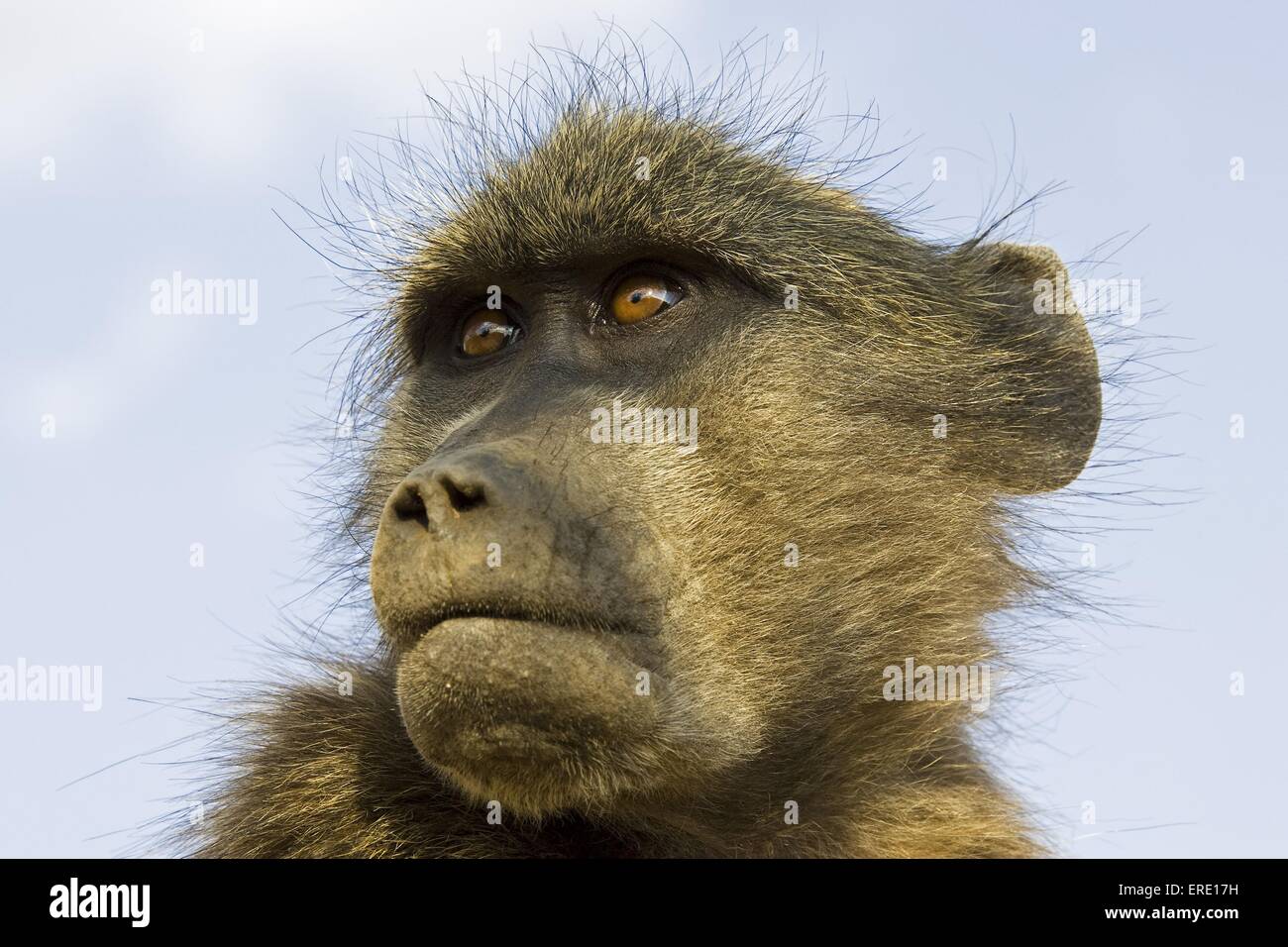 yellow baboon portrait Stock Photo - Alamy