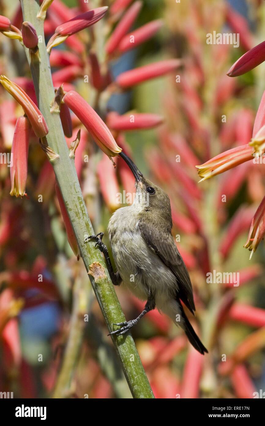 Passerine sunbird hi-res stock photography and images - Alamy