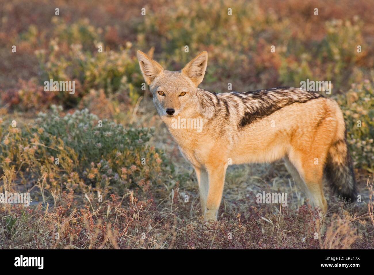 Jackals hi-res stock photography and images - Alamy