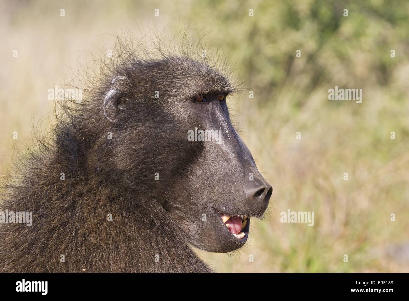 yellow baboon portrait Stock Photo - Alamy