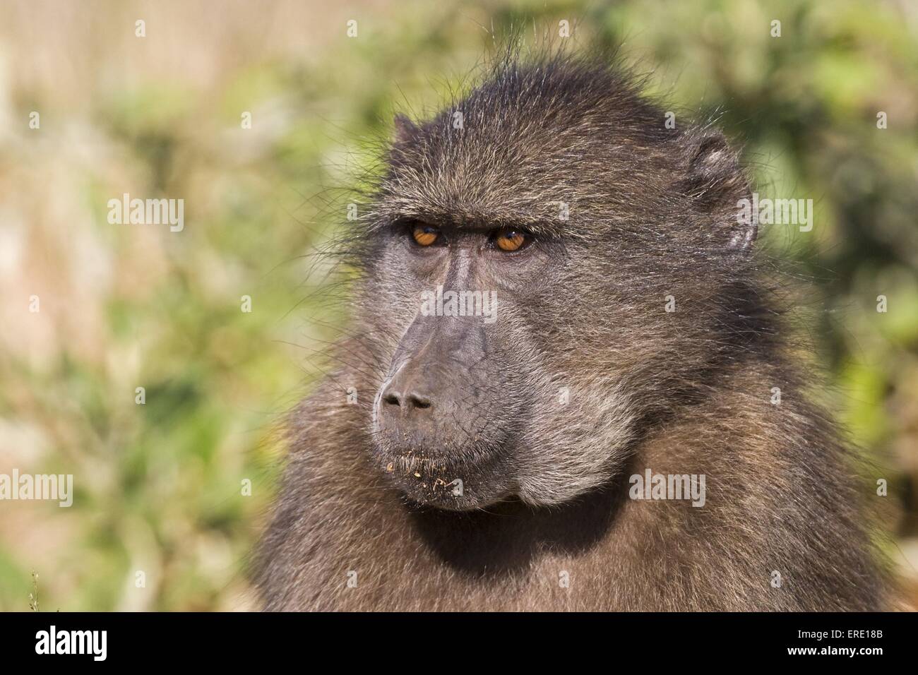 yellow baboon portrait Stock Photo - Alamy