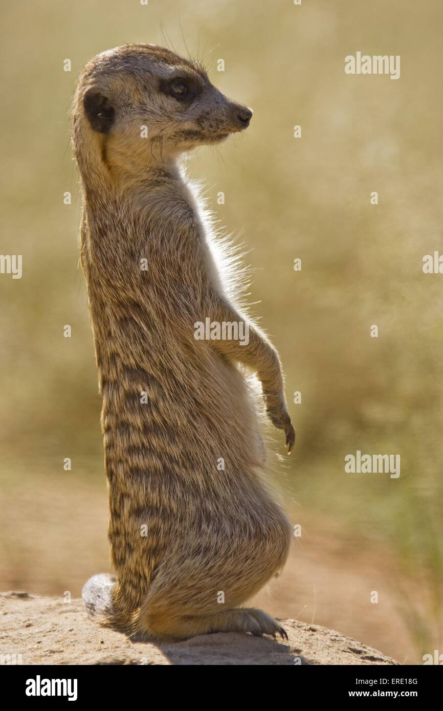 suricat Stock Photo - Alamy