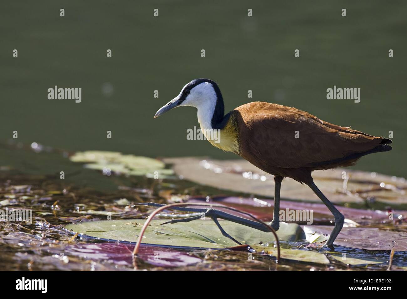 Single jacana hi-res stock photography and images - Alamy