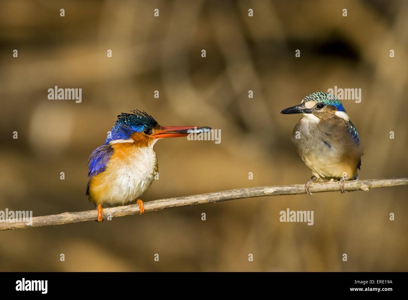 Baby kingfishers hi-res stock photography and images - Alamy
