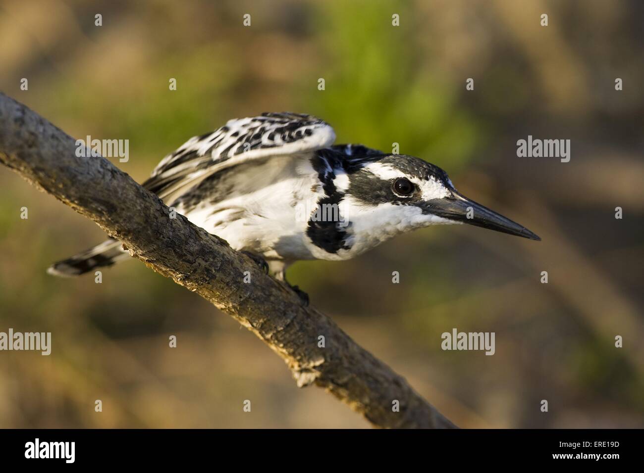 Kingfisher side view hi-res stock photography and images - Alamy