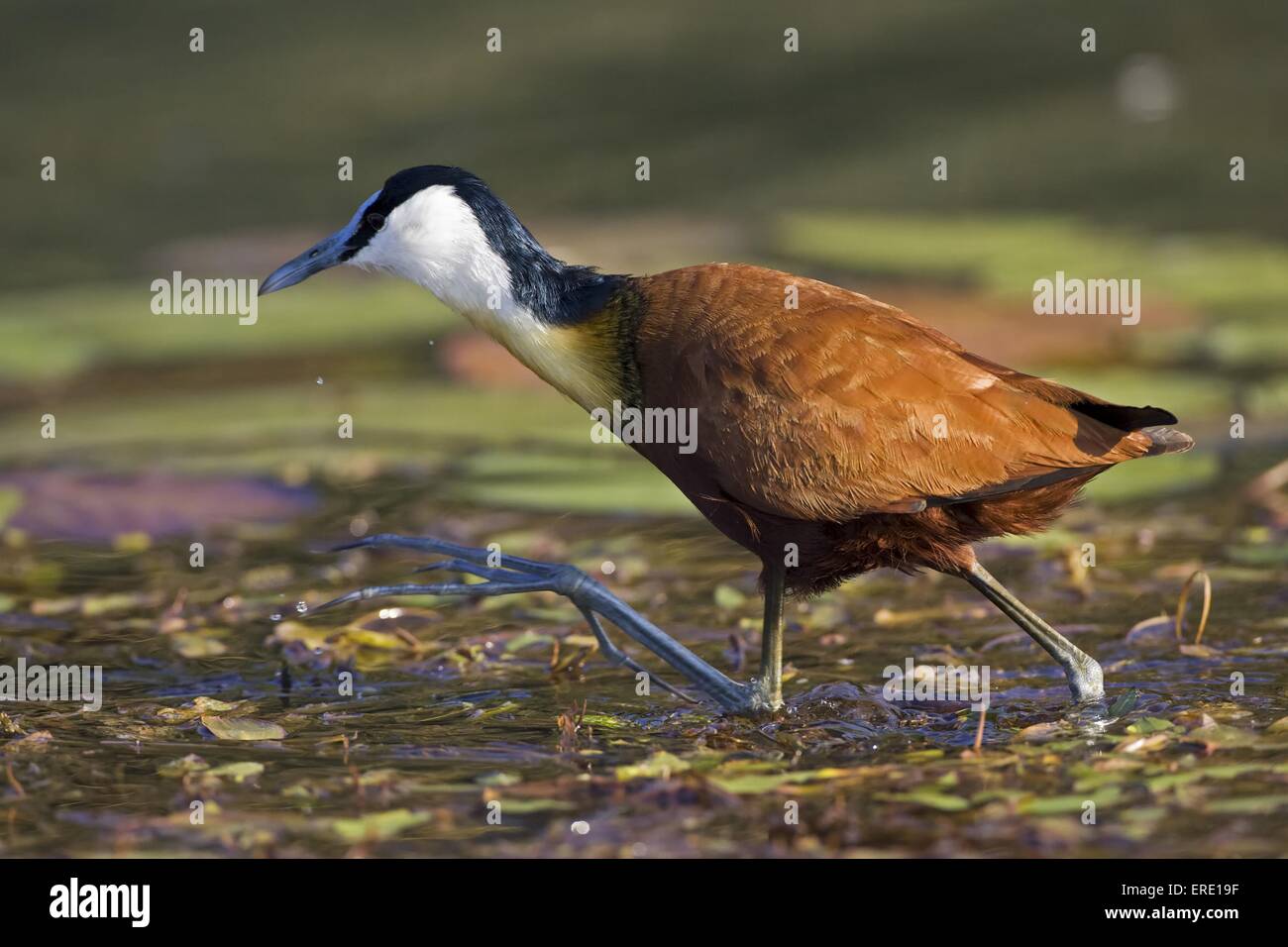 Single jacana hi-res stock photography and images - Alamy
