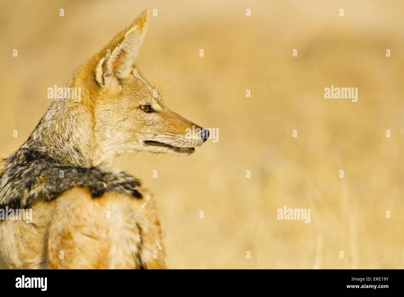 Black backed jackal head botswana hi-res stock photography and images ...