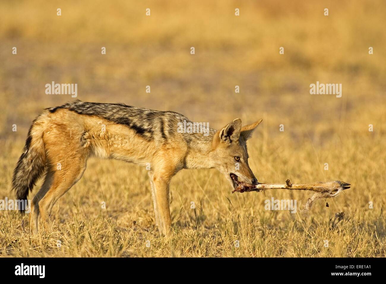 Jackals Behavior High Resolution Stock Photography and Images - Alamy