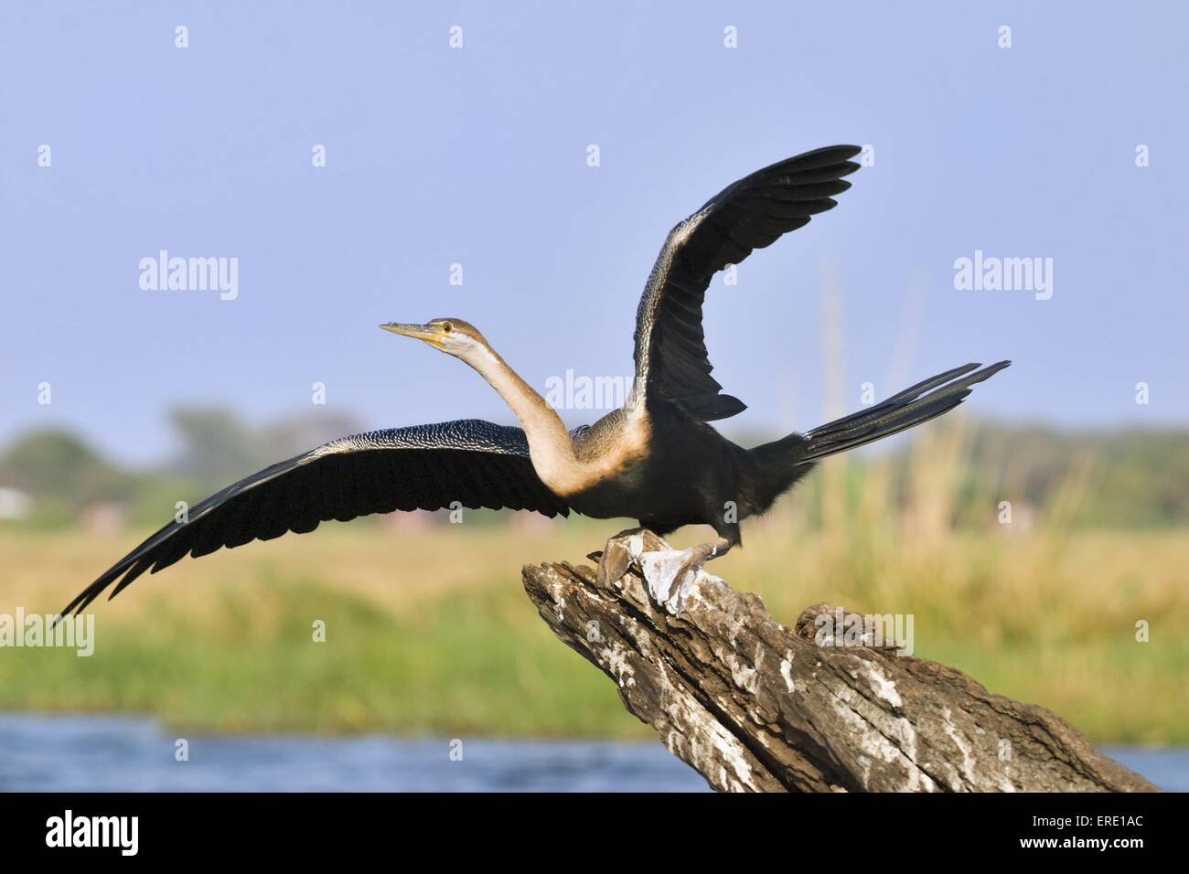 Blue darter hi-res stock photography and images - Alamy