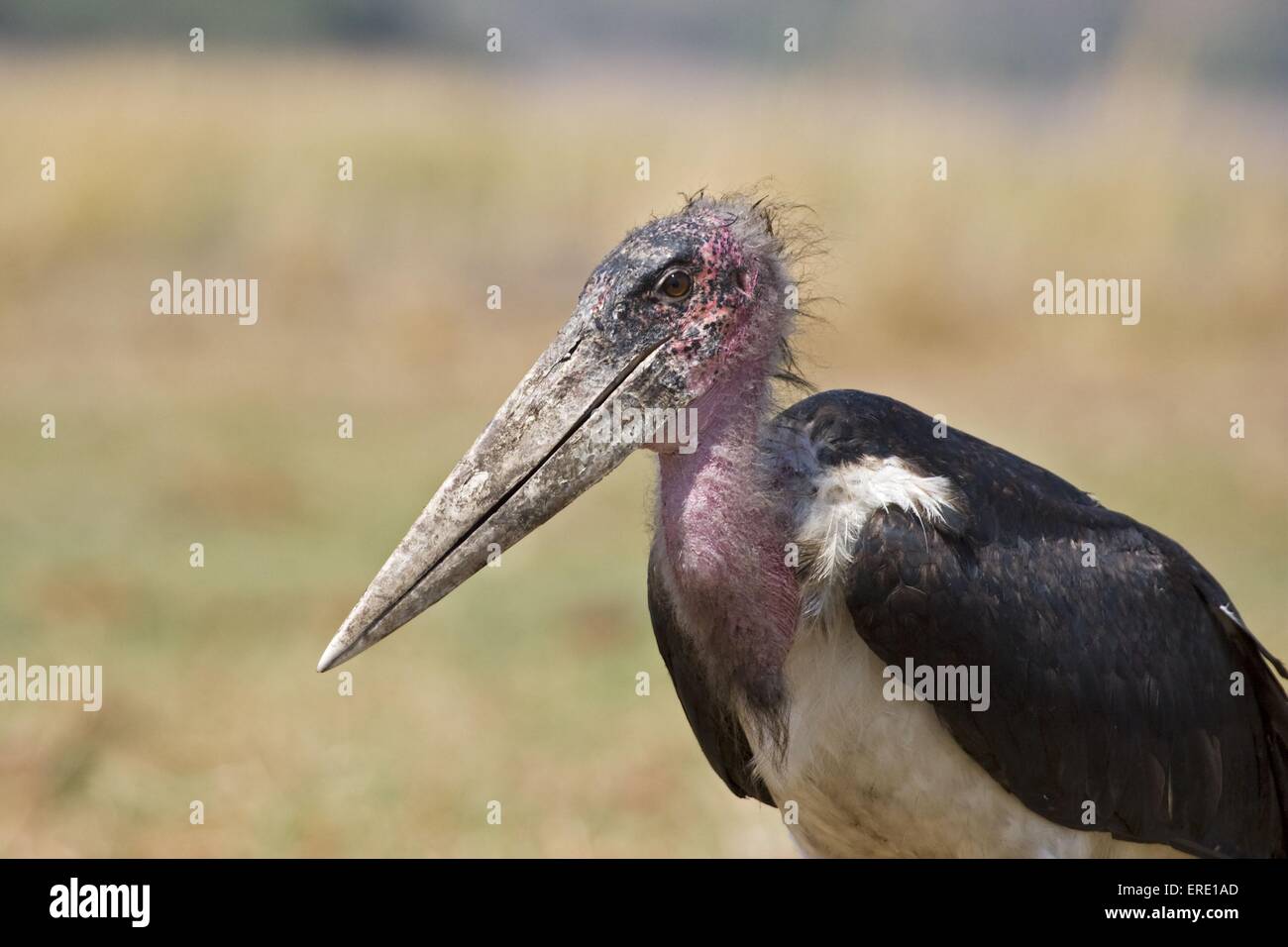 Marabou hi-res stock photography and images - Alamy