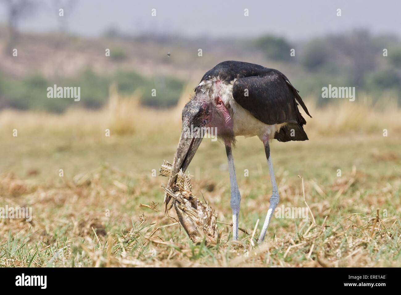 Carrion Eating Stock Photos & Carrion Eating Stock Images - Alamy