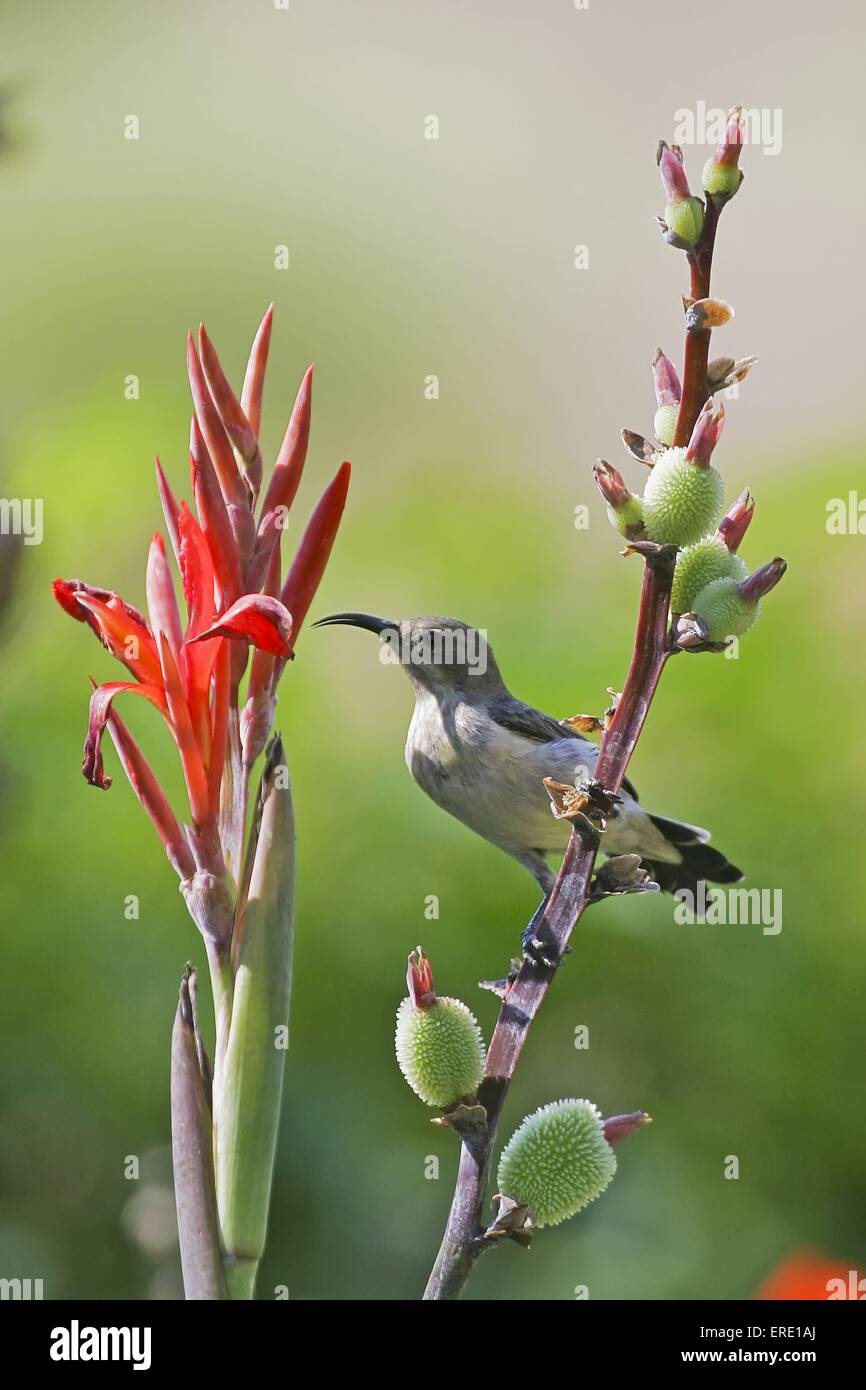 Sunbird passerine hi-res stock photography and images - Alamy