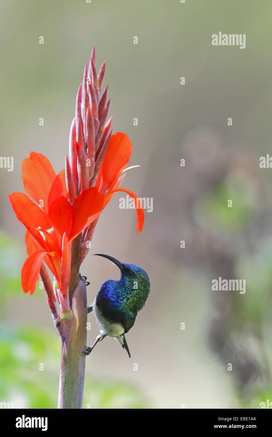 Sunbird passerine hi-res stock photography and images - Alamy